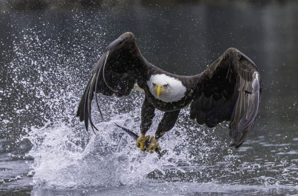 Raptor Rescue | Falconshire Raptors of West Michigan